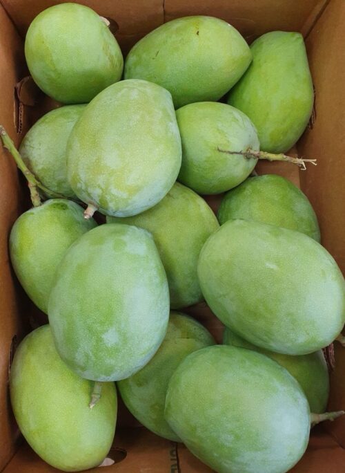 Rajapuri Pickle Raw Mango 500 G - Bharat Basket